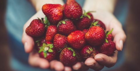 Strawberry Picking Ontario: Best U-Pick Farms Guide 2026