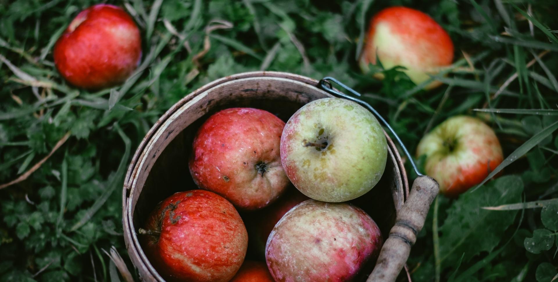 Cannamore Orchard - U-Pick Ontario