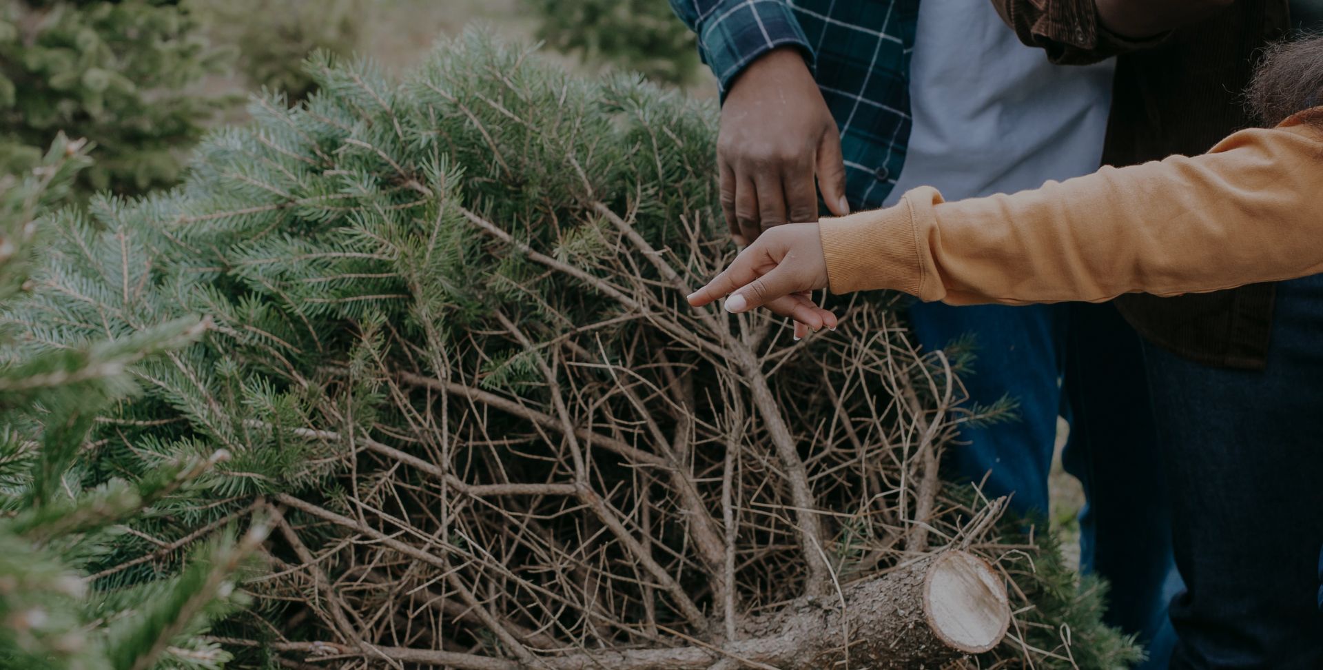 Why & How You Should Wash Your Christmas Tree