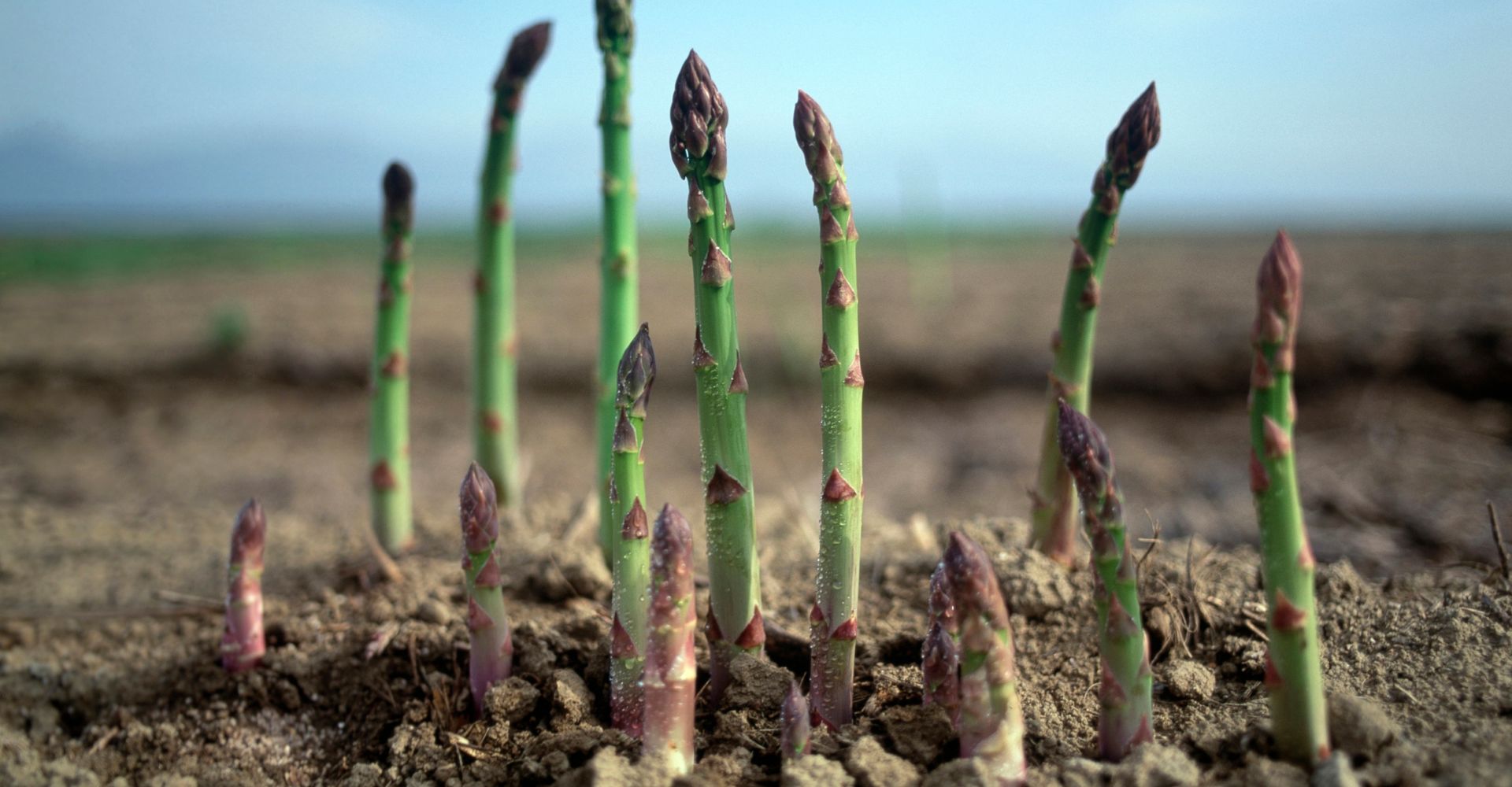 Ye's Farm (Bradford Asparagus Farm) - U-Pick Ontario