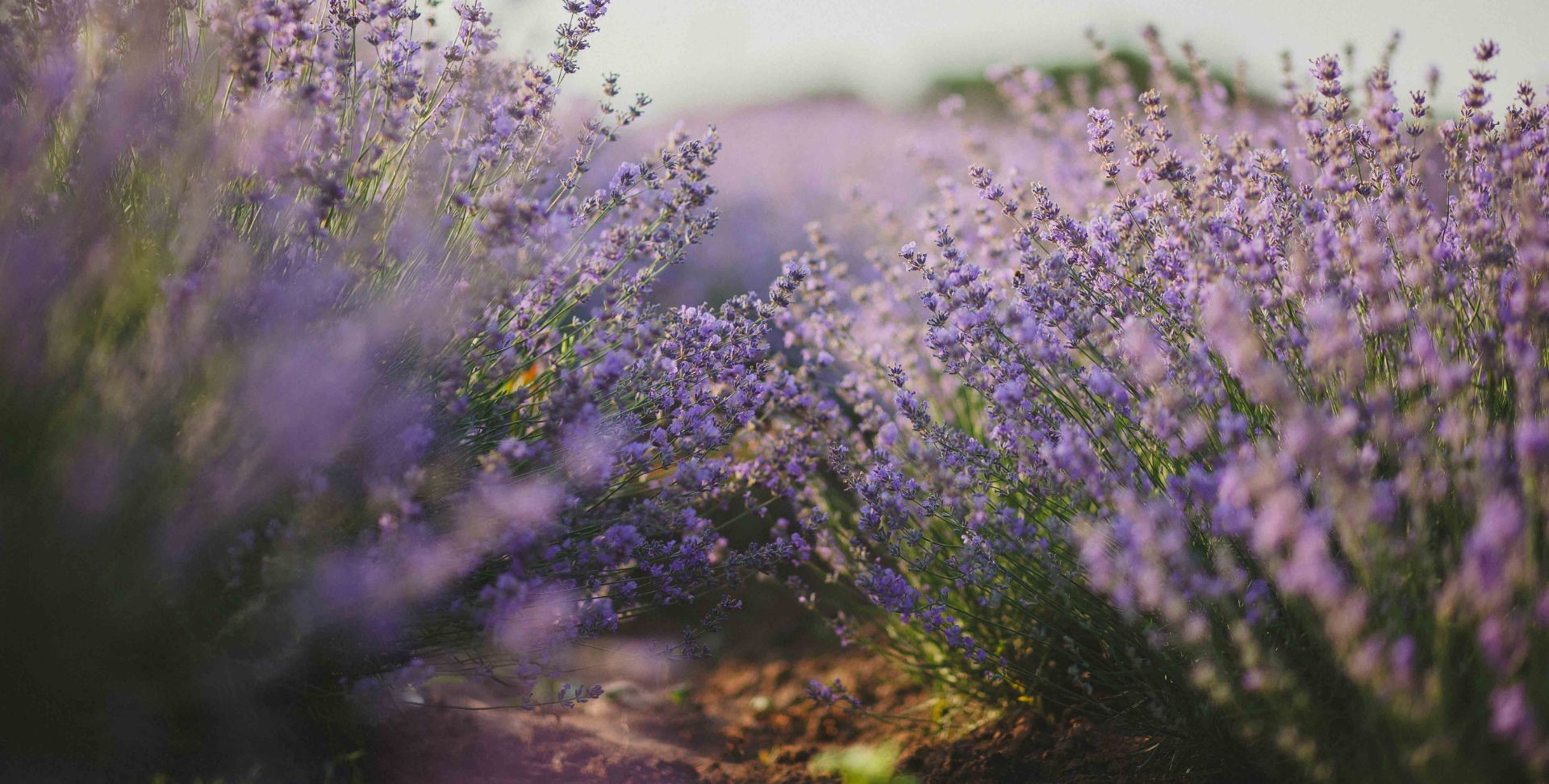 Tranquility Trails Farm - U-Pick Ontario