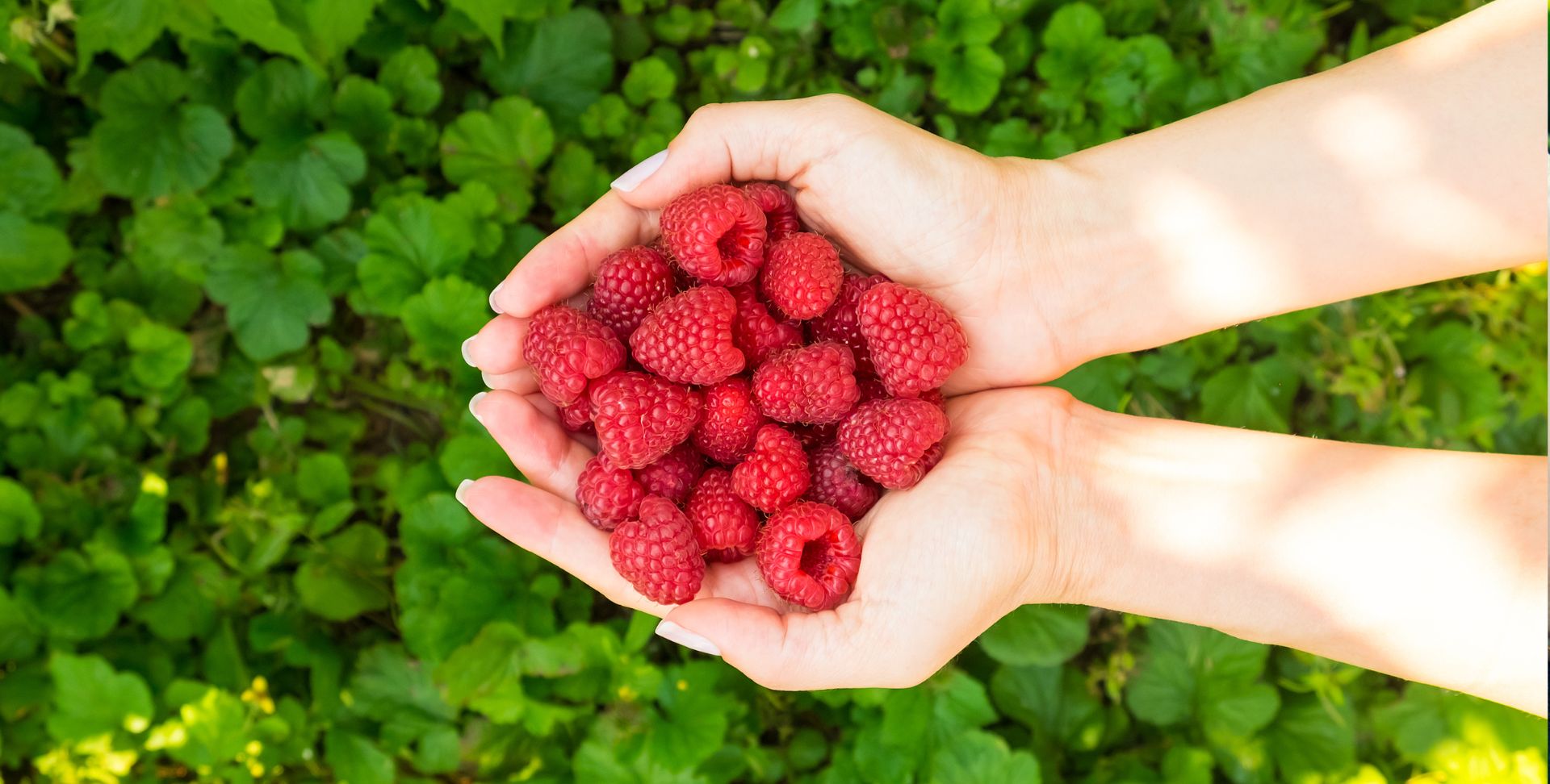 Ontario Raspberry Picking Guide: Top Pick-Your-Own Farms