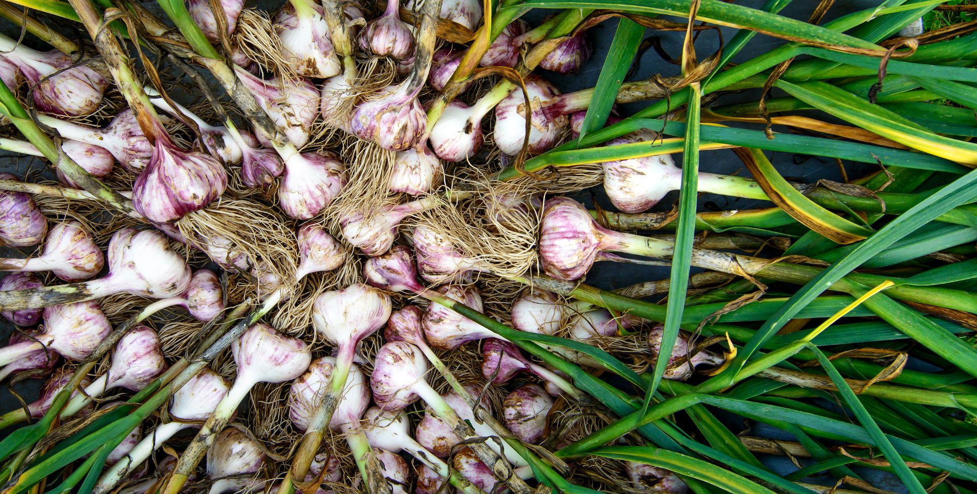 Pick Your Own Garlic in Ontario Local Farms