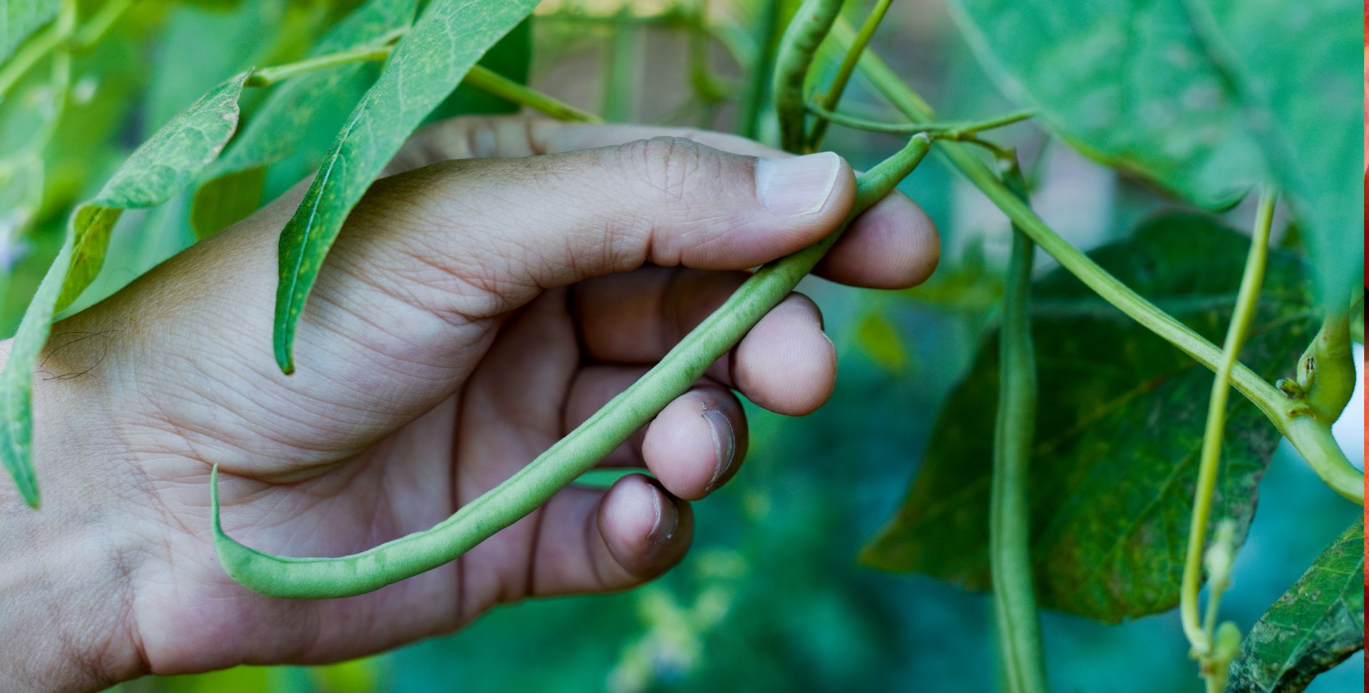 Why Picking Your Own Beans in Ontario Is a Summer Must!