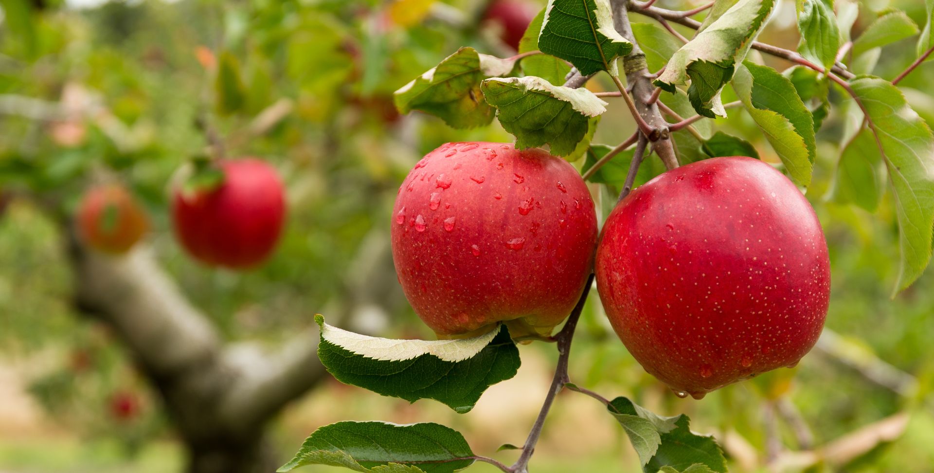 Pick Your Apples in Ontario
